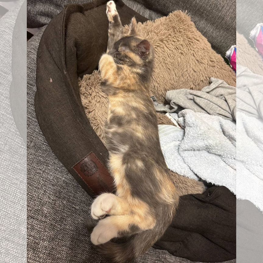 Котенка в добрые руки