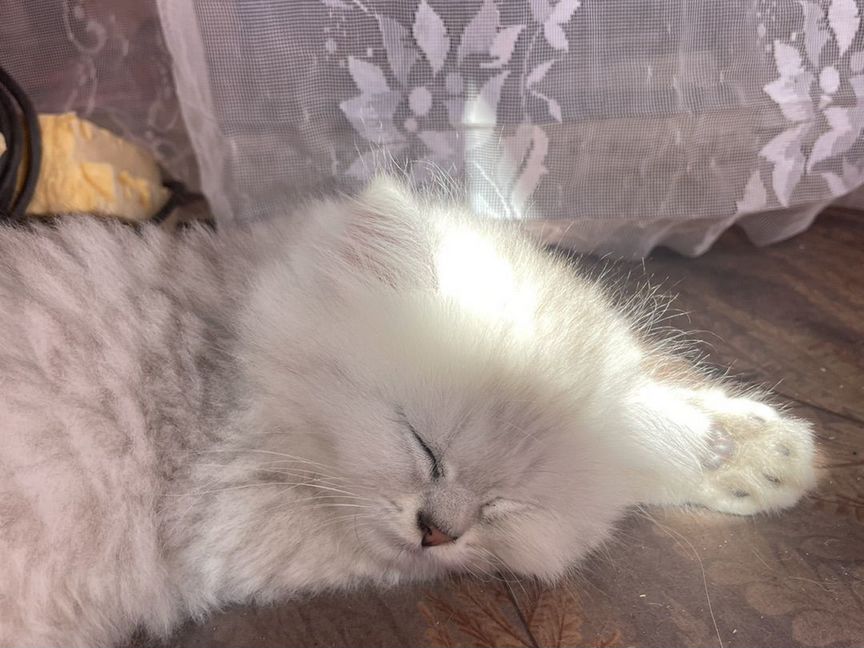 Шотландский котенок