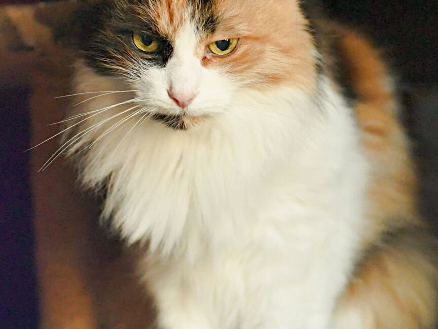 Кошку выкинули пьющие люди