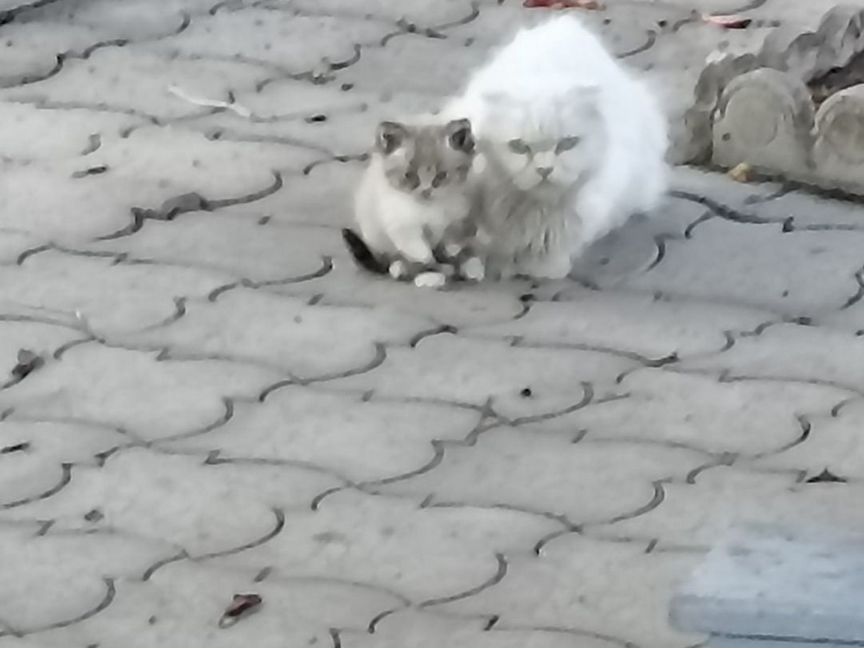 Маленькие хвостики ищут новых хозяев