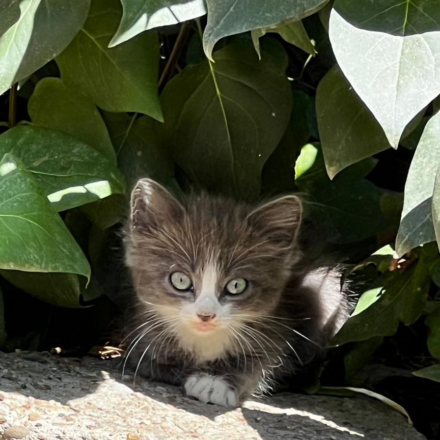Отдам в добрые руки,за шоколадку
