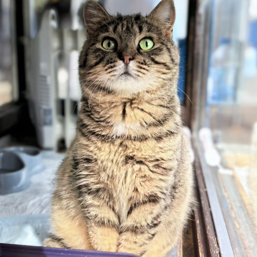 Взрослая, кошка в добрые руки