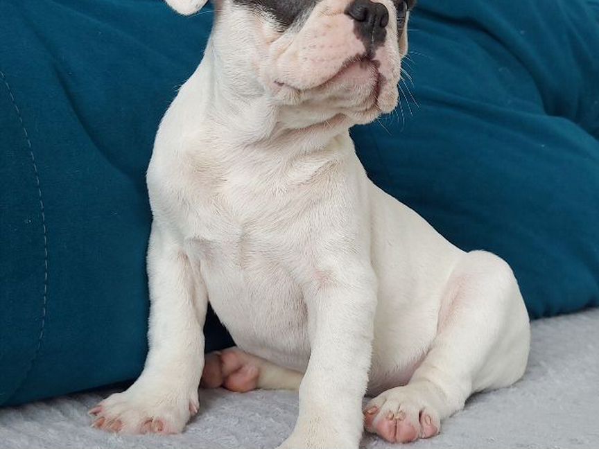 Французский бульдог