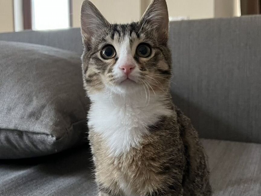 Котенок Эмили