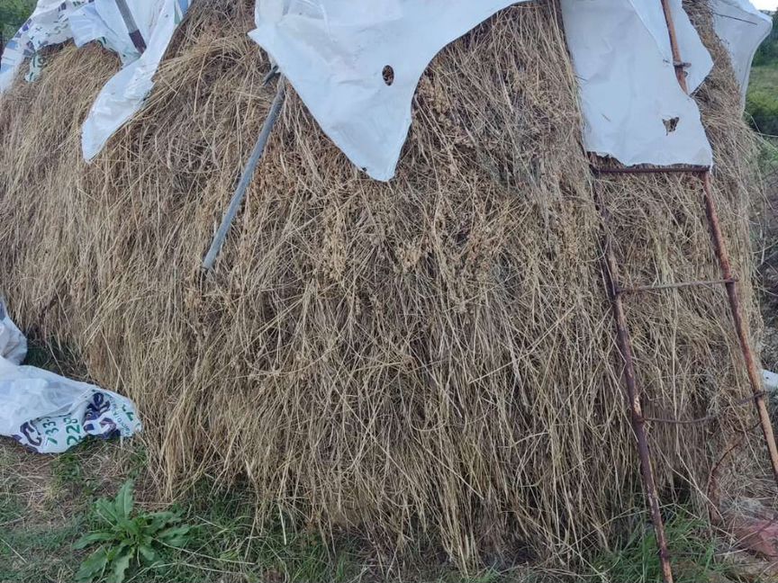 Продам сено люцерна