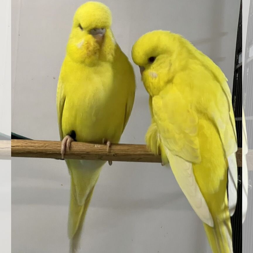 Птенцы волнистого попугая выставочные, хагоромо