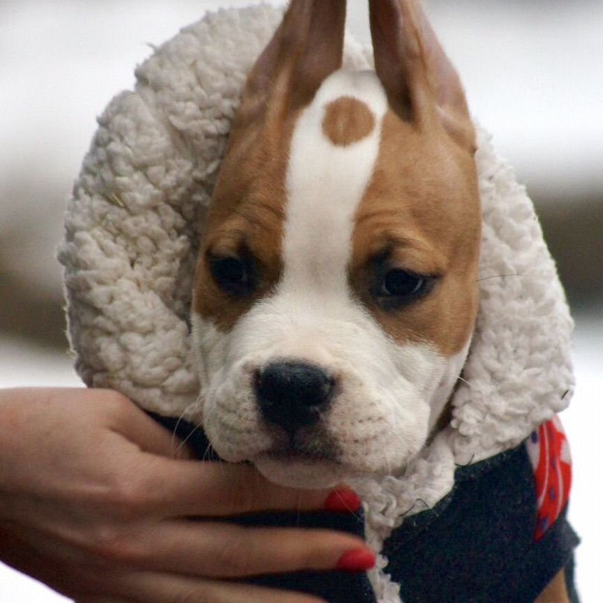 Амстафф шенок