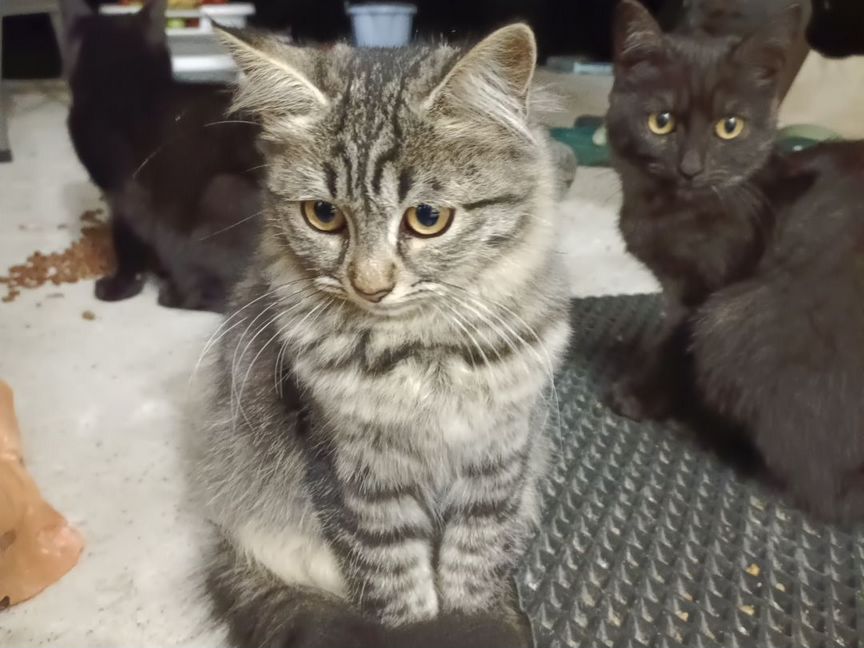 Кошка