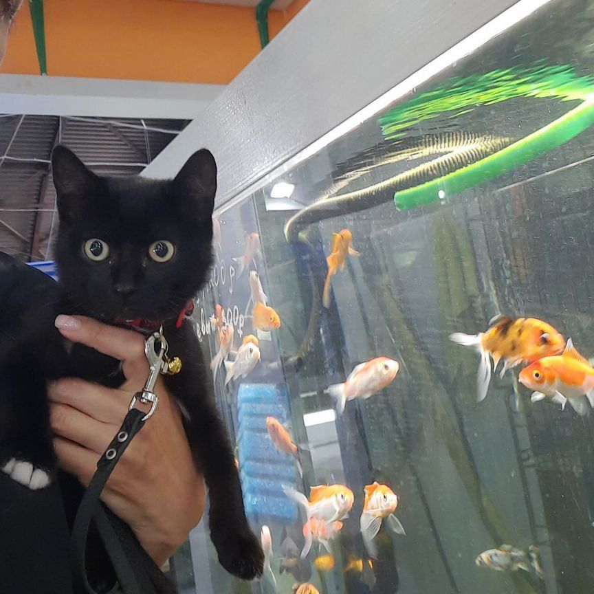 Зеленоглазый чёрный котик (мальчик, 4мес.)