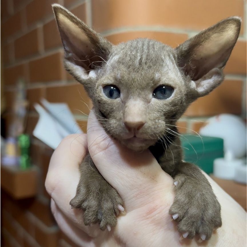 Петерболд котёнок