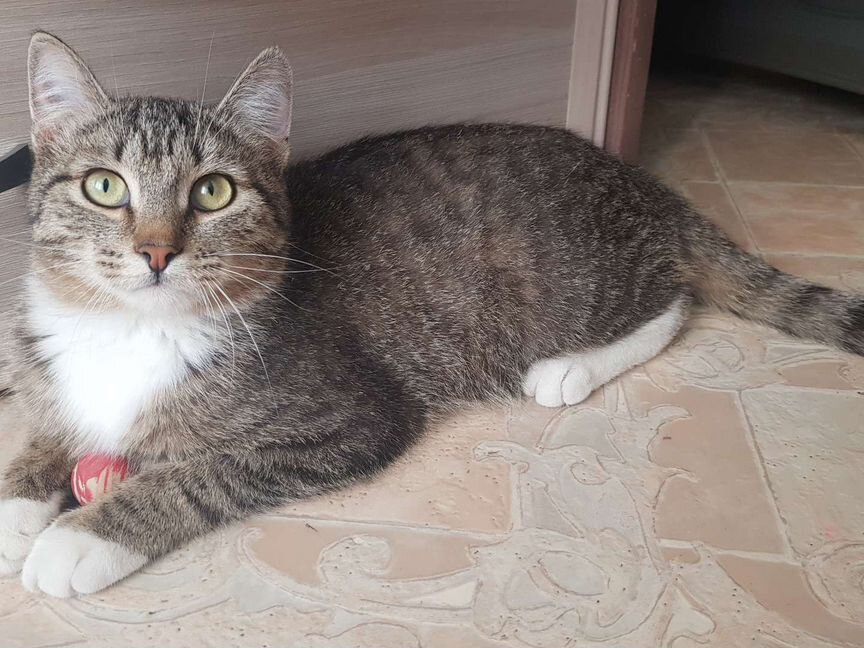 Кот Жорик
