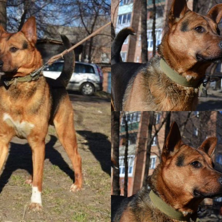 Отдам молодого овчаристого кобеля Марса