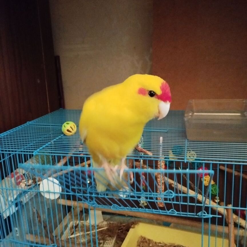 Попугай какарик