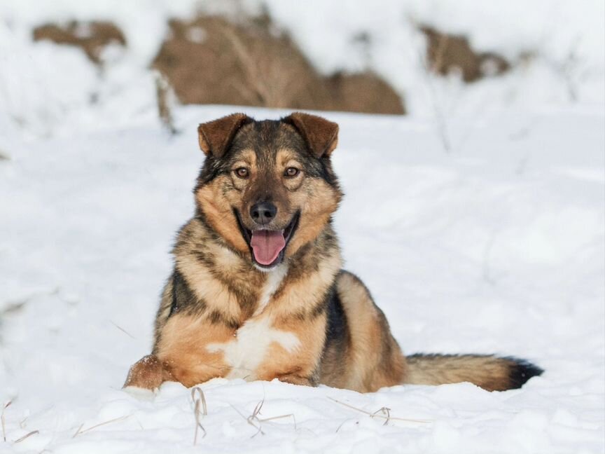 Классная собака в дом, Вьюшка