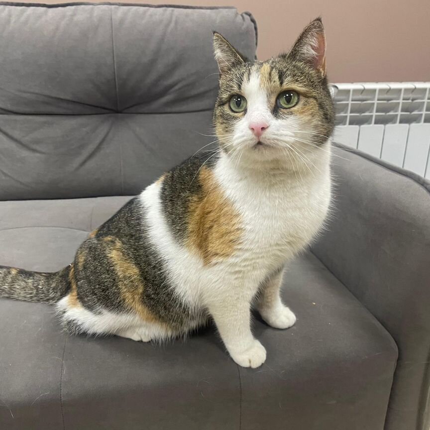 Ласковая добрая кошечка в добрые руки