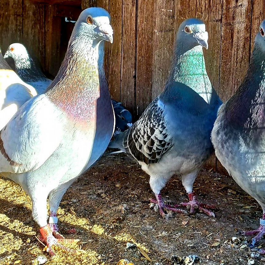 Спортивные (почтовые) голуби