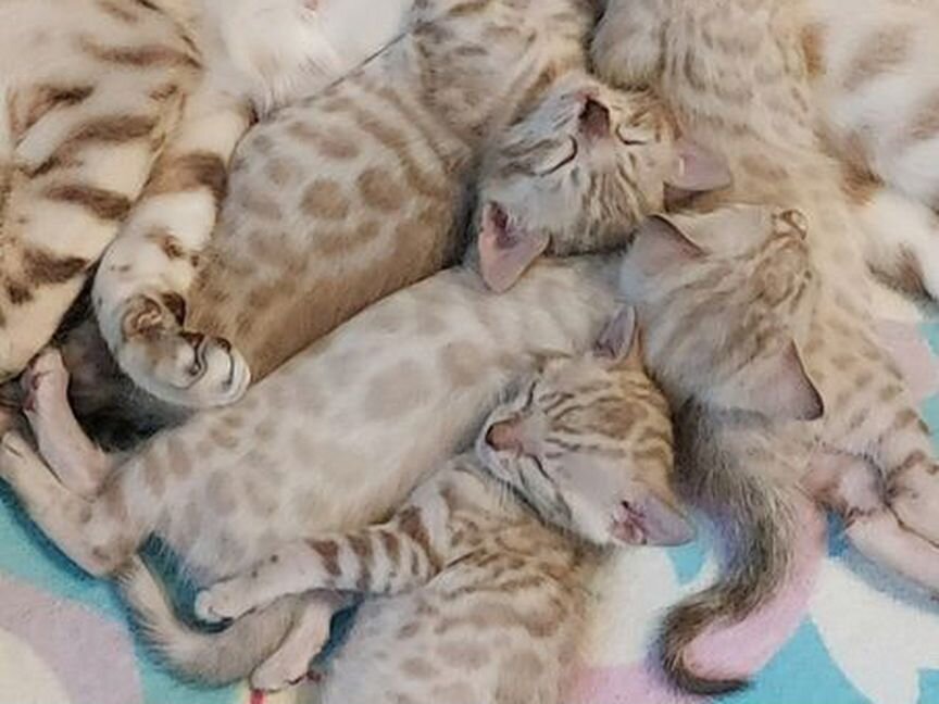 Бенгальские котята