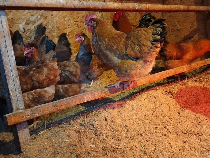 Куры несушки продам