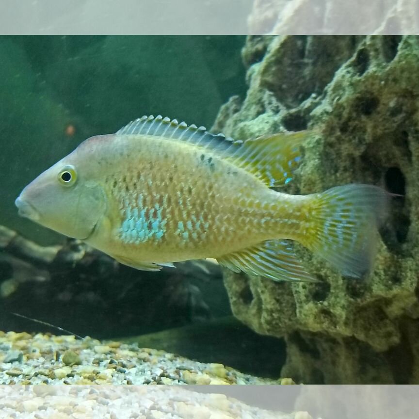 Аквариумные рыбки