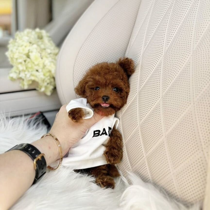 Мальтипу мини