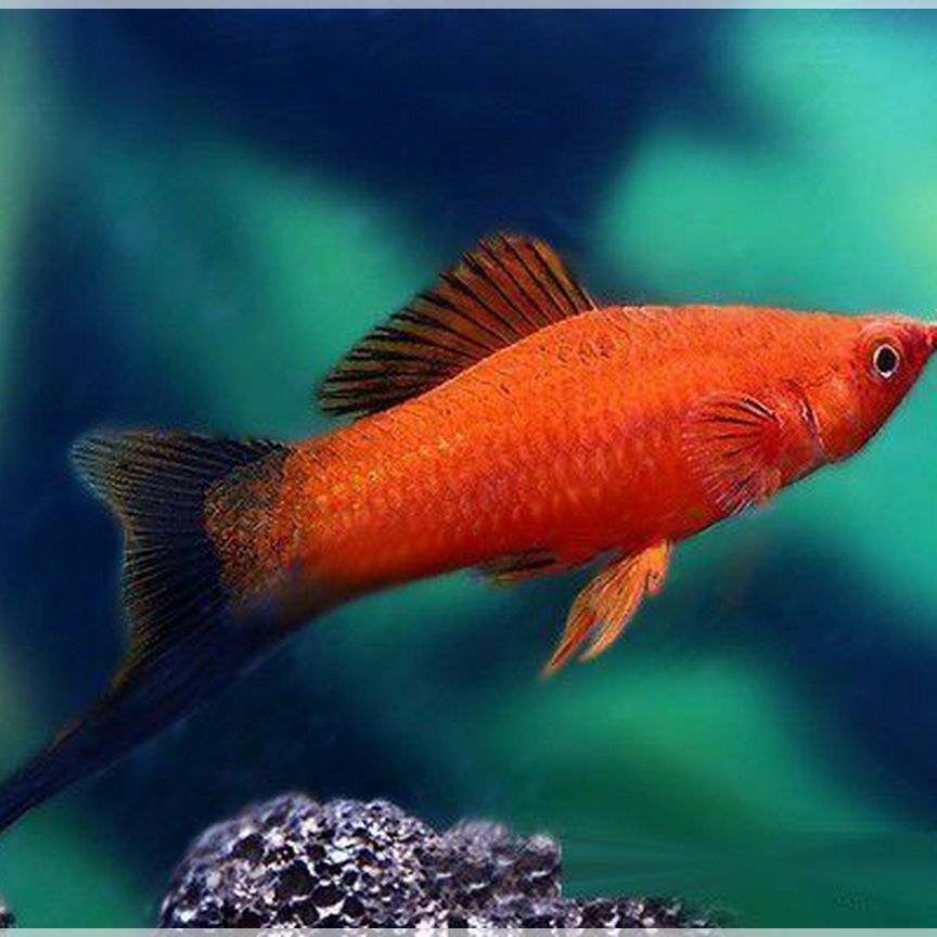 Меченосец берлинский самцы