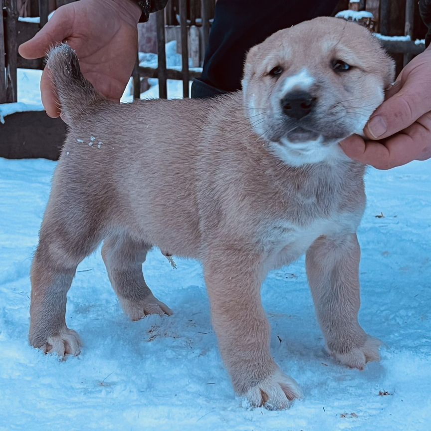 Мальчик алабая из питомника Аз марал