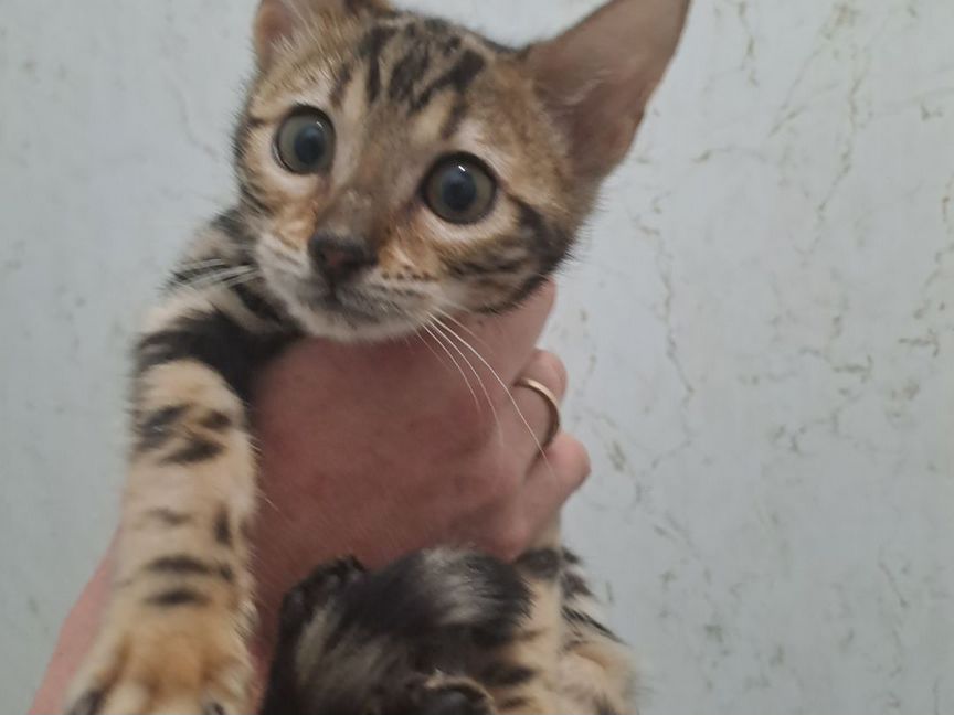 Бенгальская