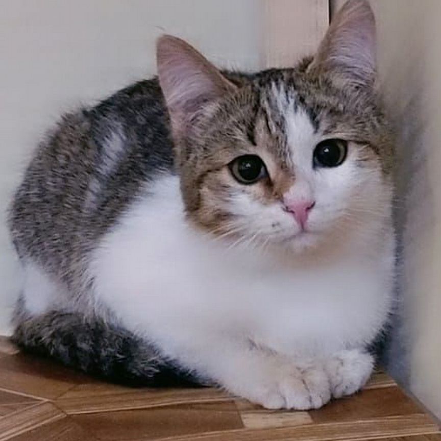 Котёнок, котик