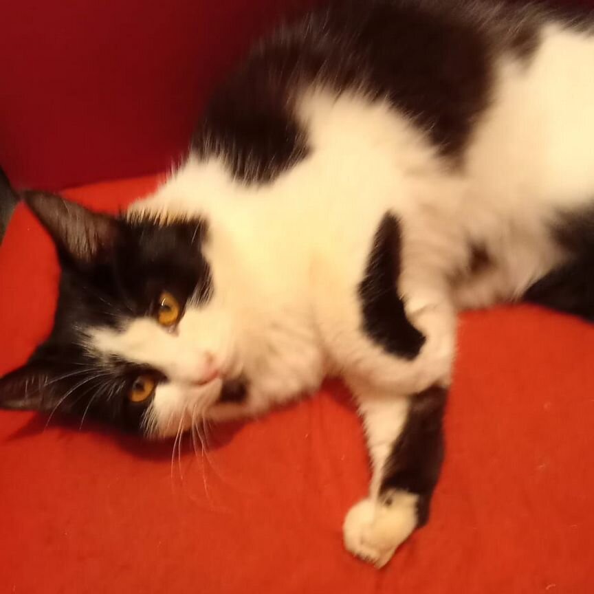 Кошка стерилизованная ласковая красотка