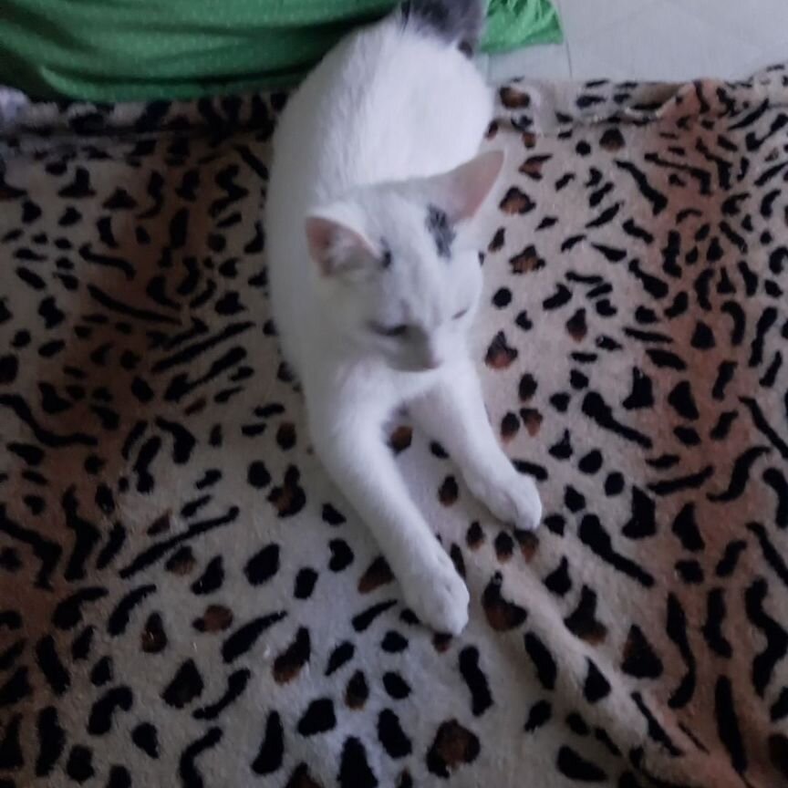 Котик в добрые руки