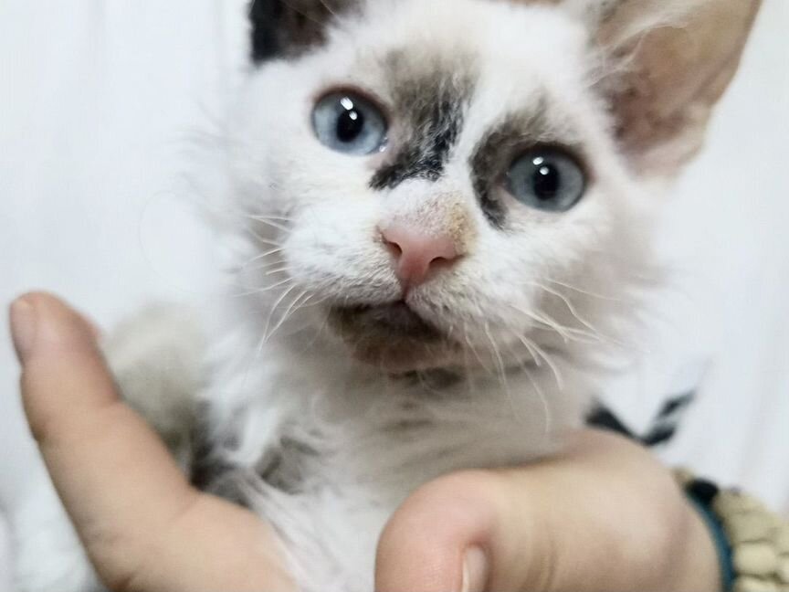 Ласковый белый котенок сфинкс браш метис ищет дом
