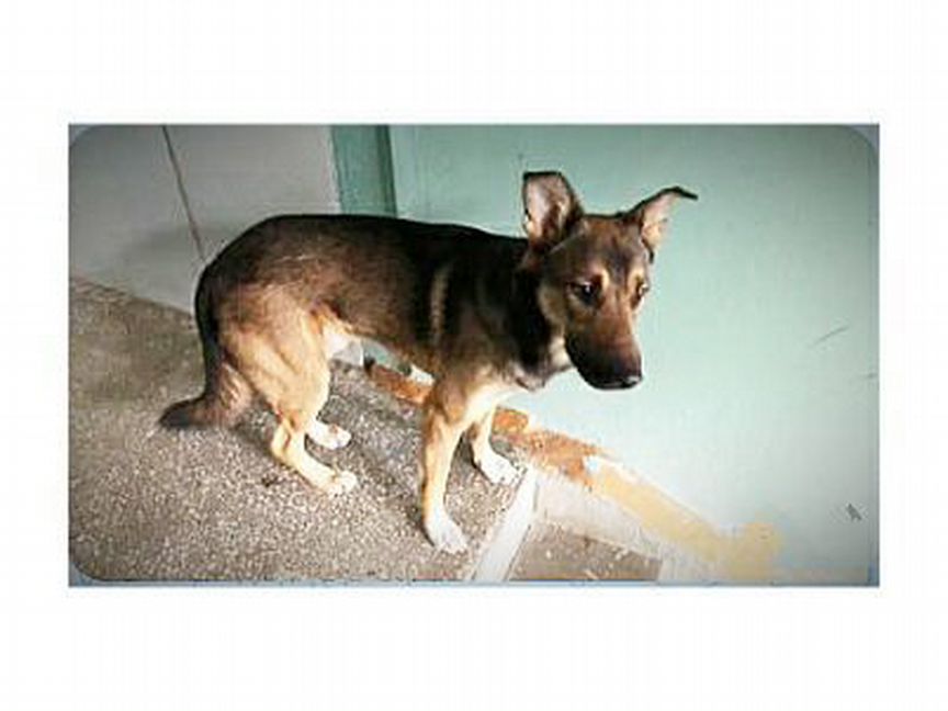 Собака кобель небольшой 1 год