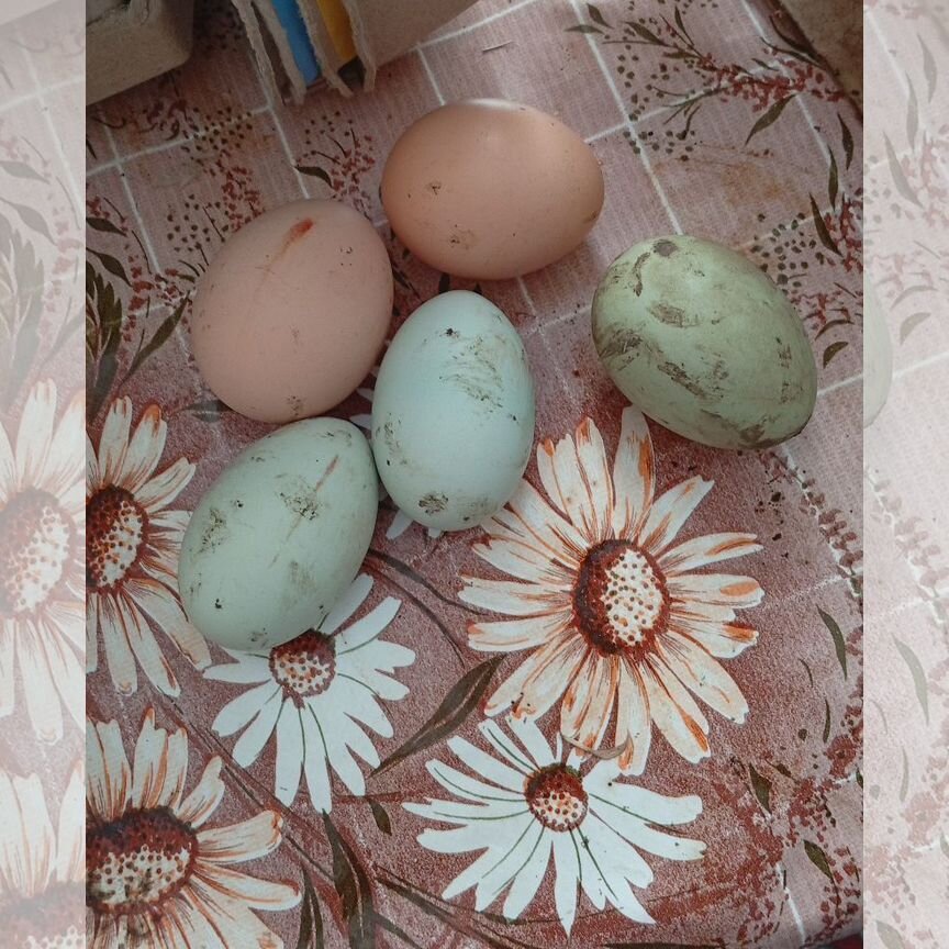 Продаются Петушки молодые