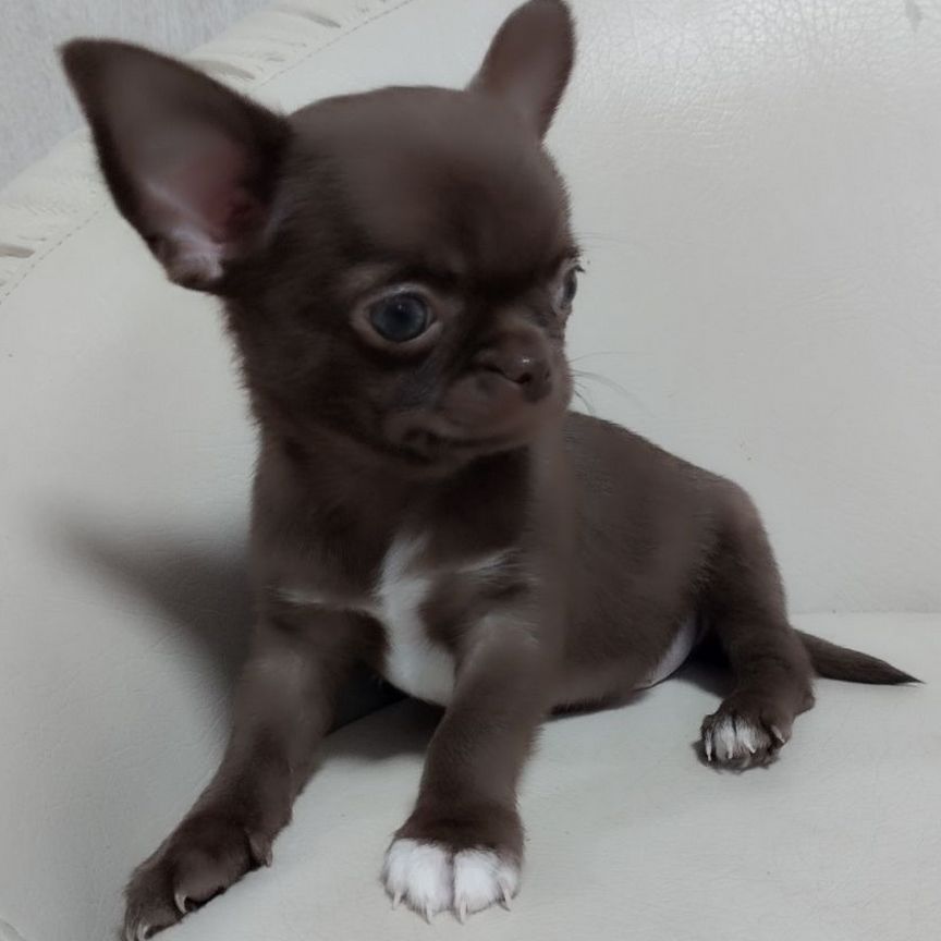 Чихуахуа, щенок