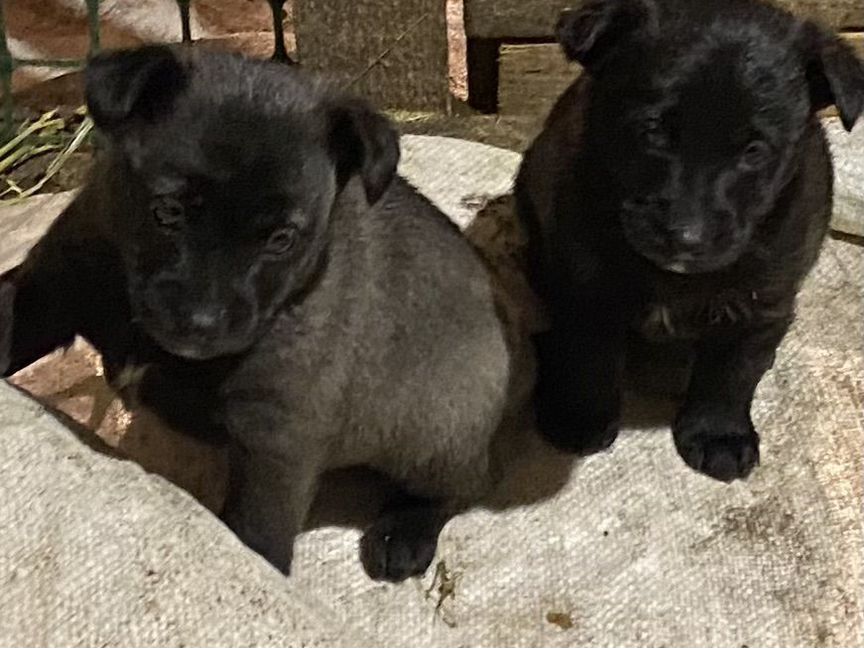 Щенята Рэт Терьер