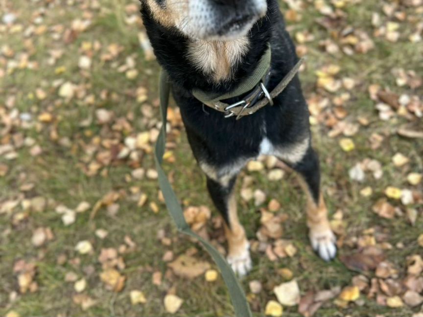 Клайд ищет дом