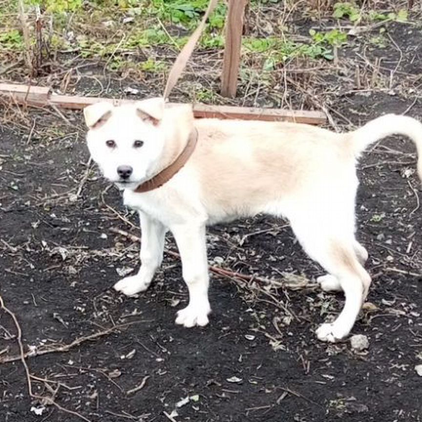 Западносибирская лайка, щенок