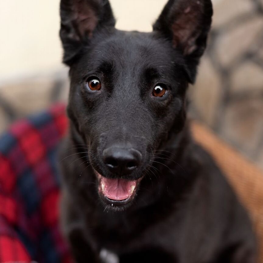 Взрослый пёс в добрые руки