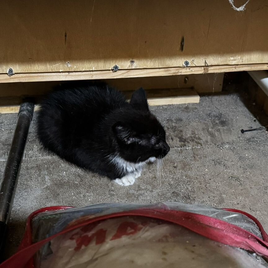 Котенок в добрые руки бесплатно