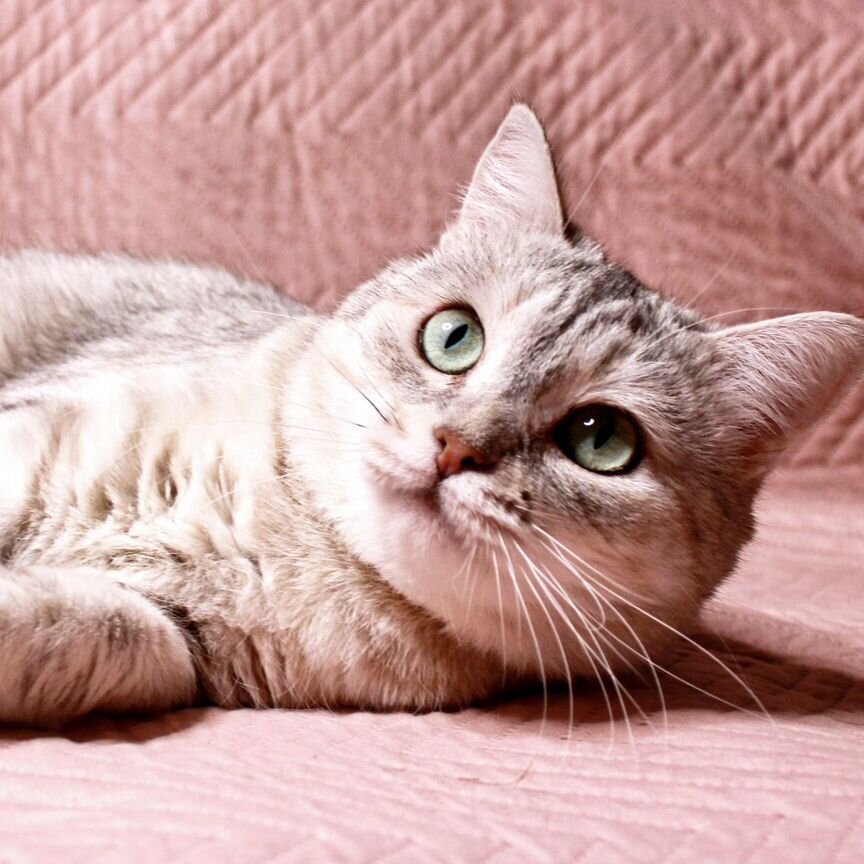 Шотландская прямоухая короткошёрстная, взрослая кошка