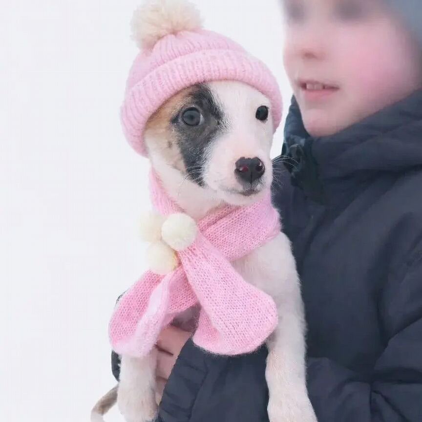 Щенок в добрые руки