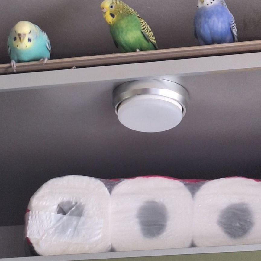 Волнистый попугай с клеткой в Челябинске