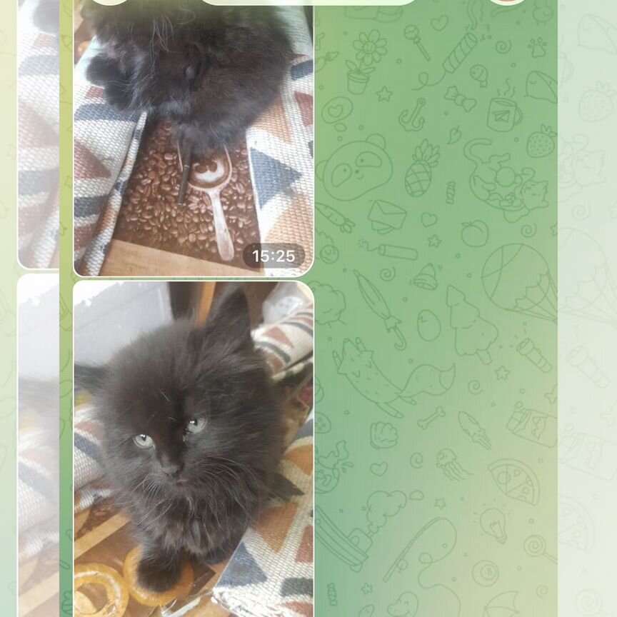 Котёнок в добрые руки