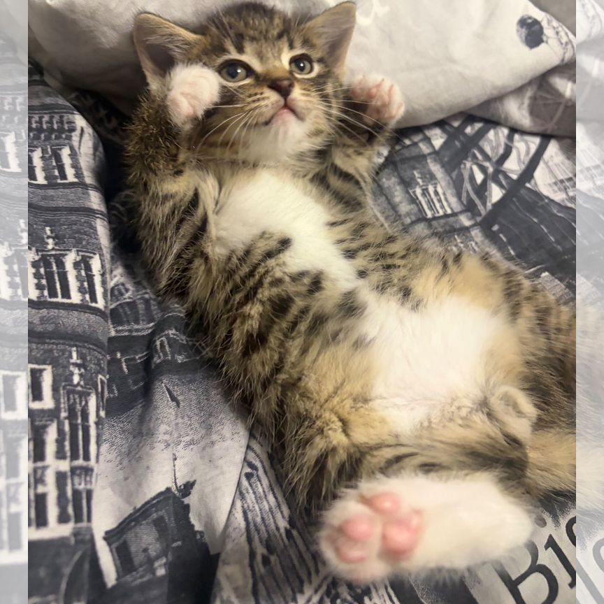 Котёнок в добрые руки