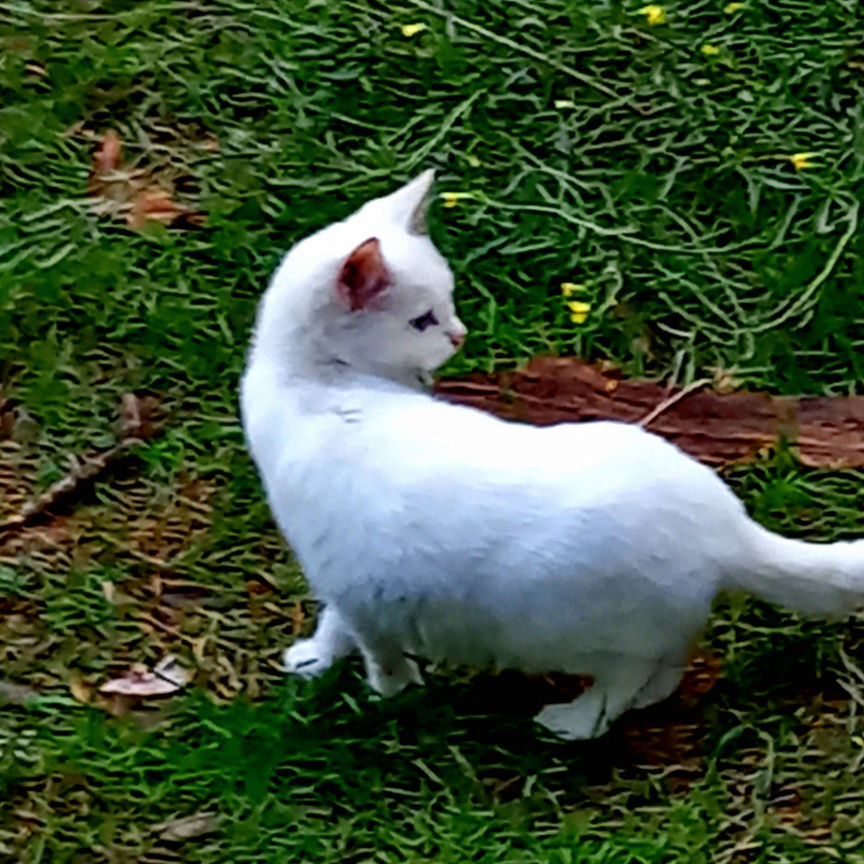 Бездомные котята, Евпатория