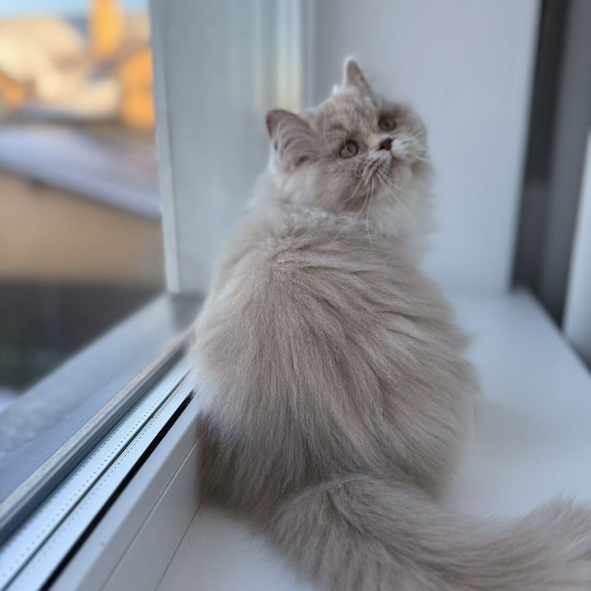 Девочка британочка