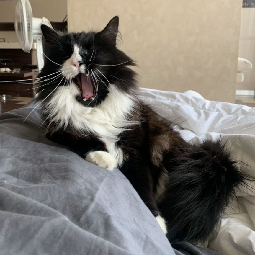 Взрослый кот в добрые руки