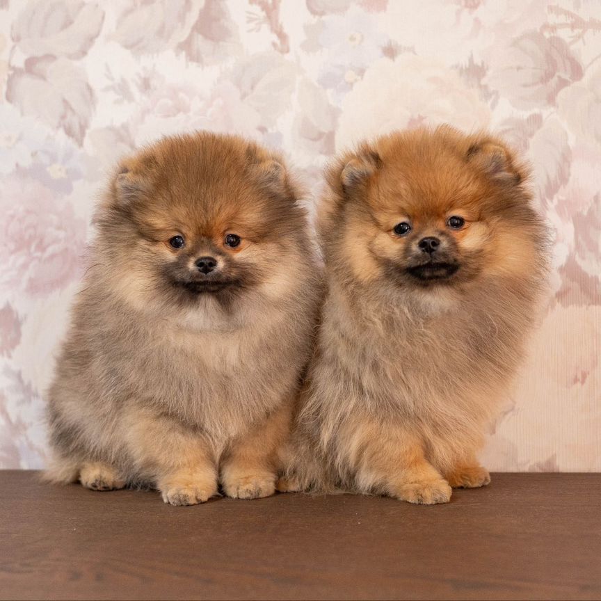 Щенки шпица