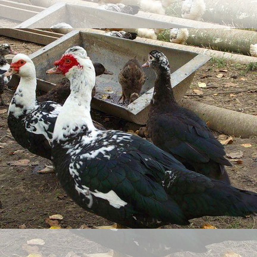 Продам семью индоуток