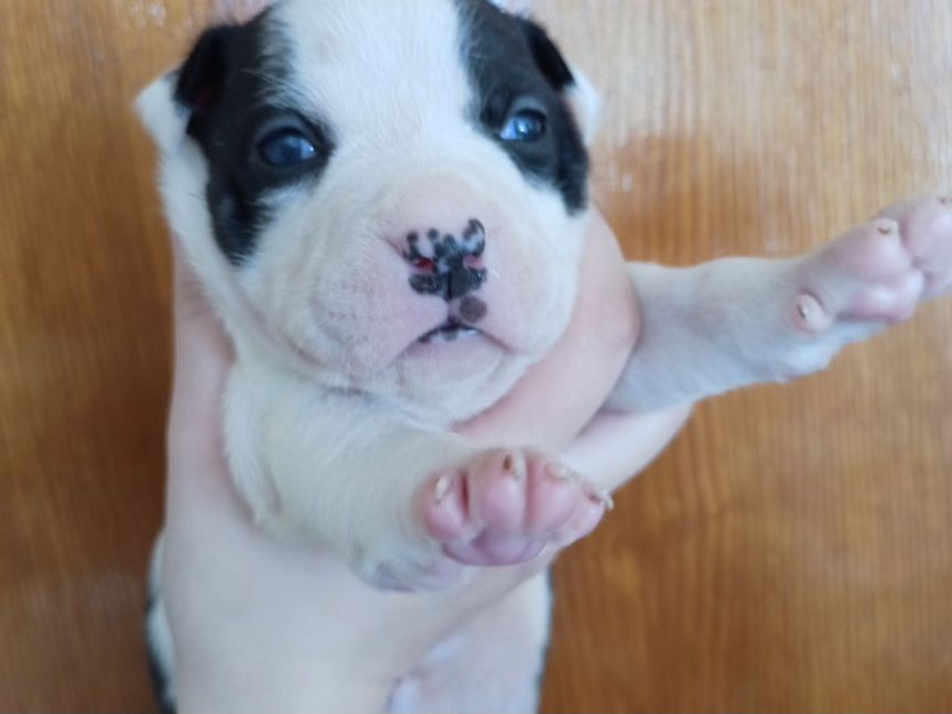 Стаффордширский терьер